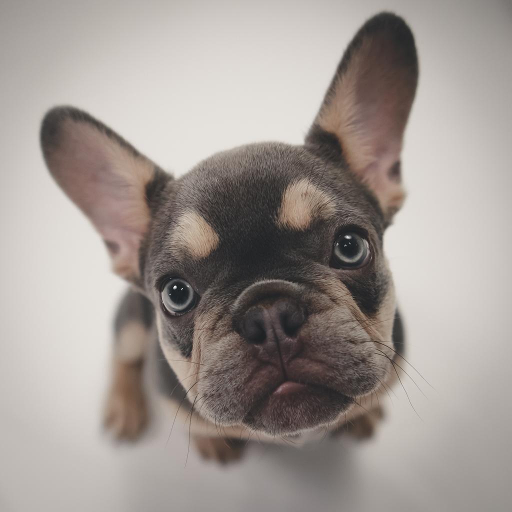 Information and Resources – French Bulldog Breeder in Kentucky | Small ...