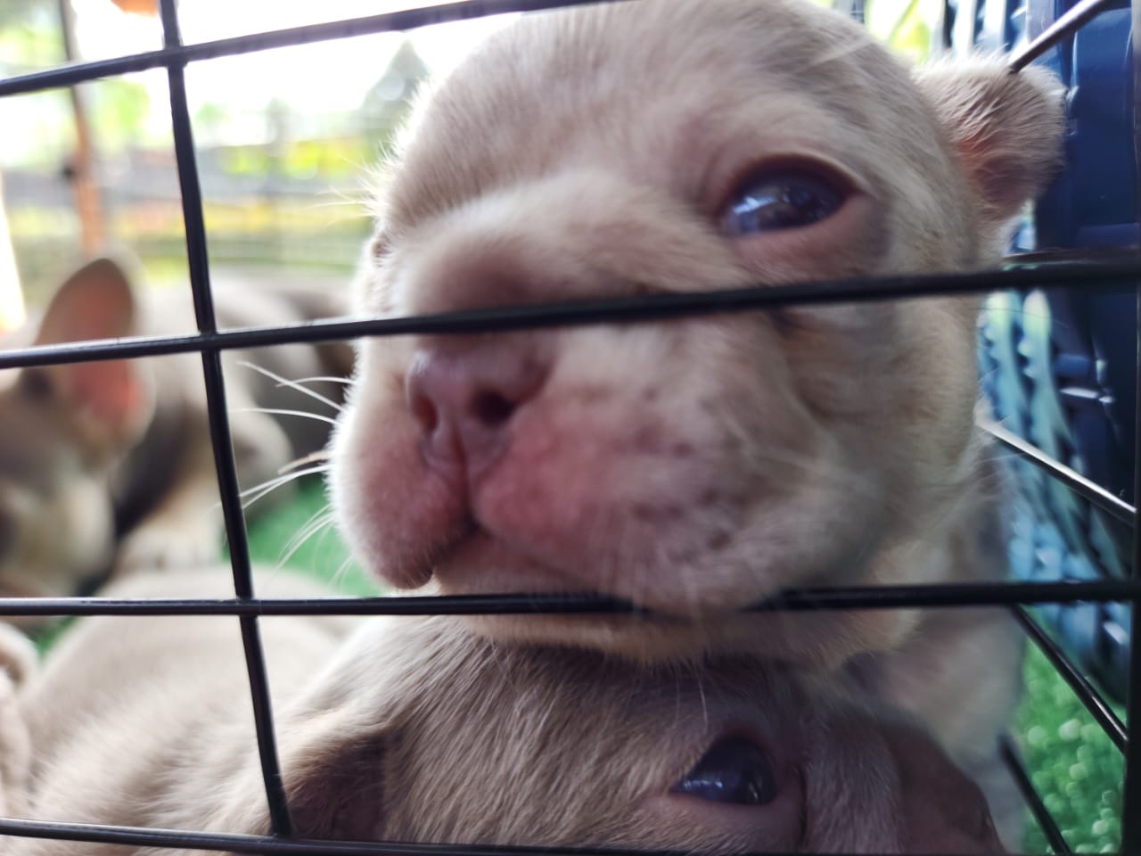 Past Litters – French Bulldog Breeder in Kentucky | Small Batch Frenchies