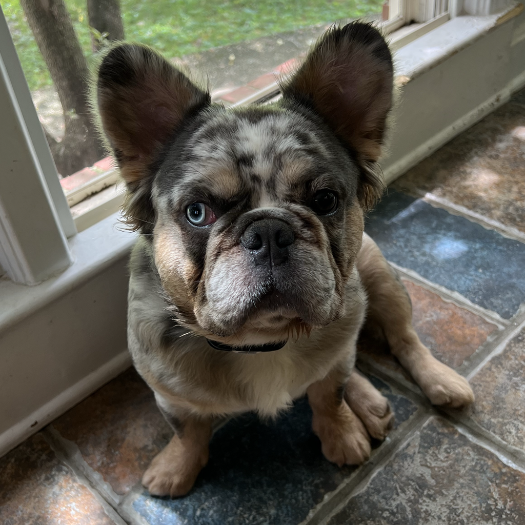 French Bulldogs Unleashed: Unraveling the Wonders of the Beloved Bat ...