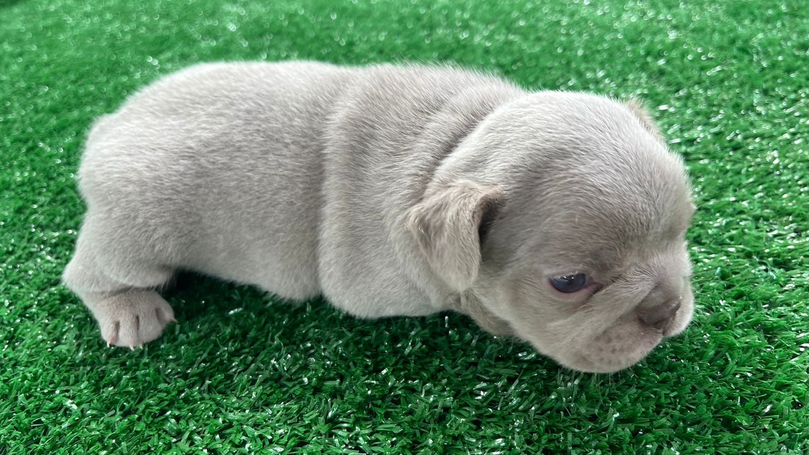 Get to Know “Olivia” – French Bulldog Breeder in Kentucky | Small Batch ...