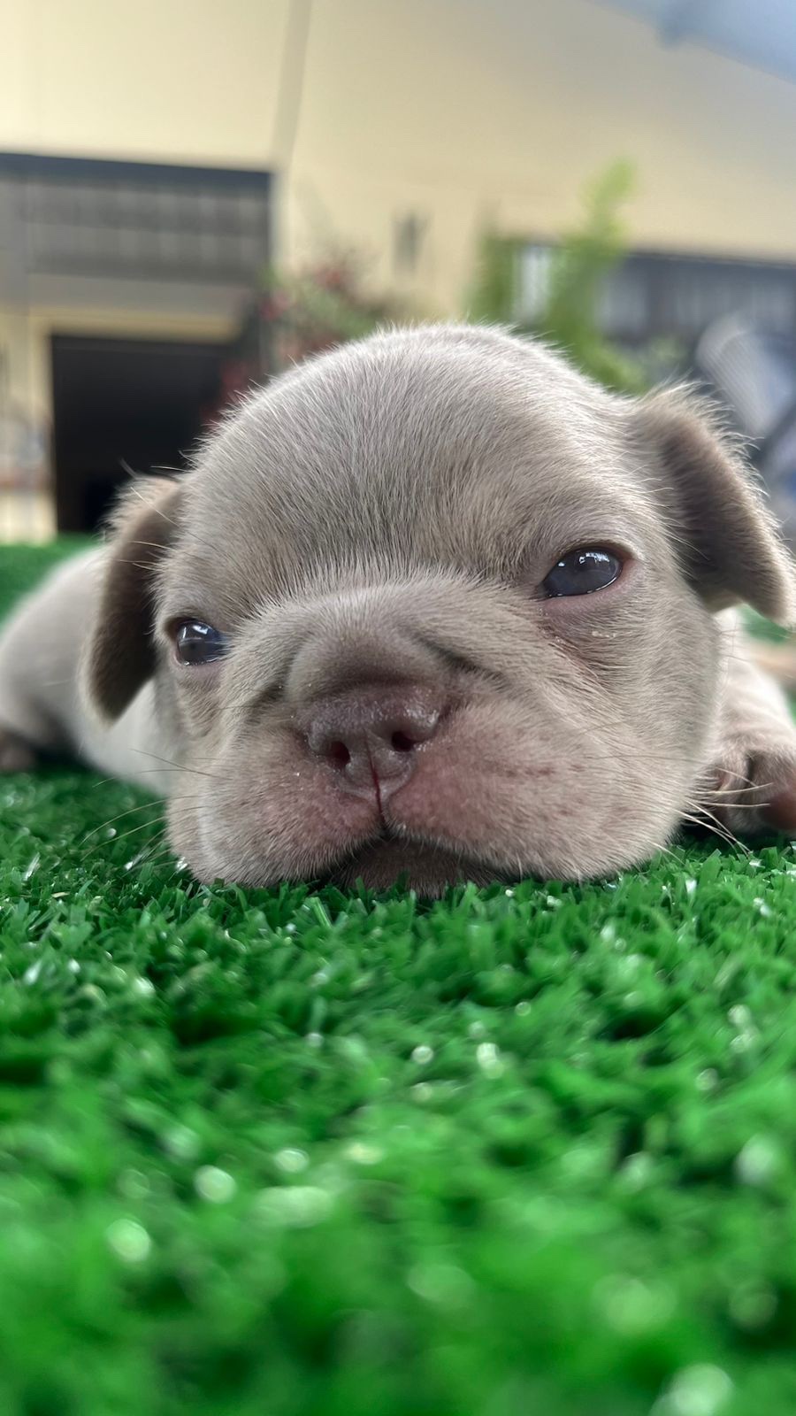 Get to Know “Olivia” – French Bulldog Breeder in Kentucky | Small Batch ...