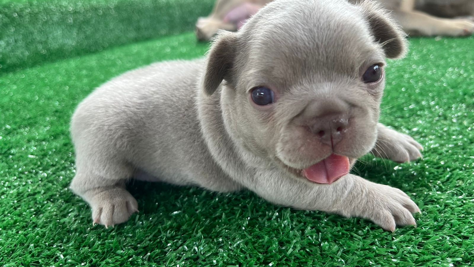 Get to Know “Olivia” – French Bulldog Breeder in Kentucky | Small Batch ...