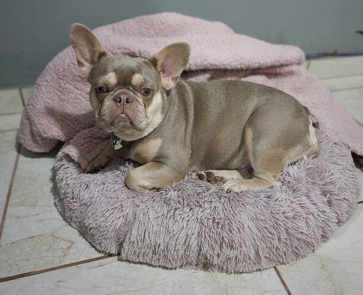 Get to Know “Olivia” – French Bulldog Breeder in Kentucky | Small Batch ...