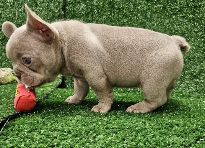 Get to Know “Olivia” – French Bulldog Breeder in Kentucky | Small Batch ...