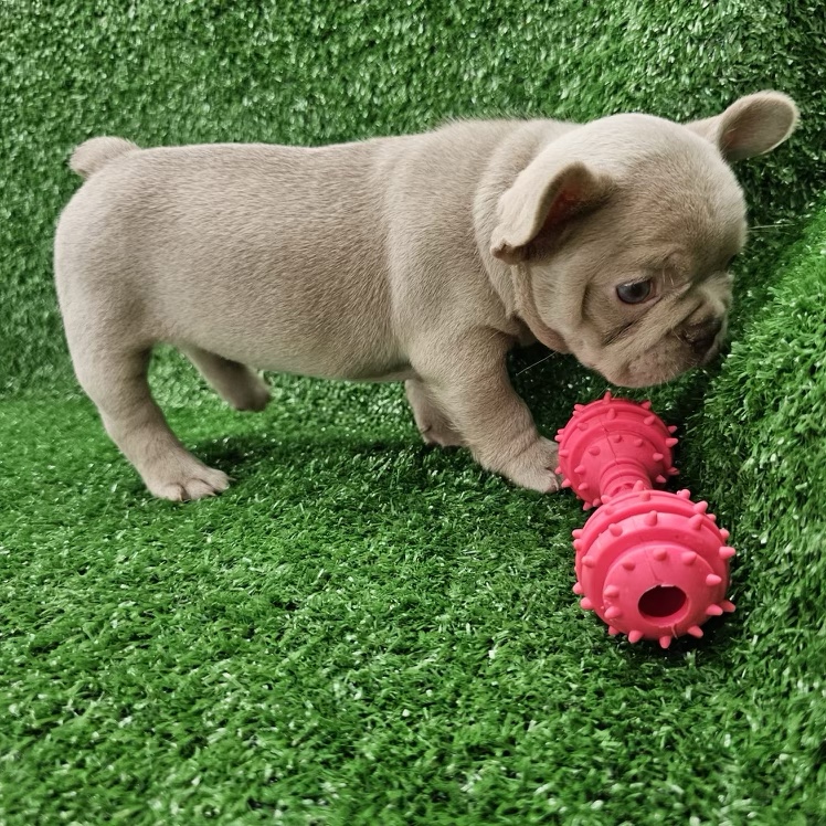 Get to Know “Olivia” – French Bulldog Breeder in Kentucky | Small Batch ...